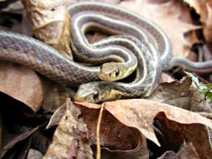 Wie paaren sich Schlangen? Fortpflanzung von Boas, Nattern und Co. | Schlangen-Ratgeber.de