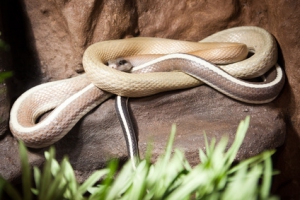 Die Schlange im Winter: Nicht alle halten Winterschlaf