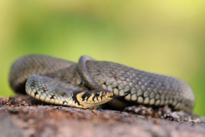 Maulfäule | Schlangen-Ratgeber.de
