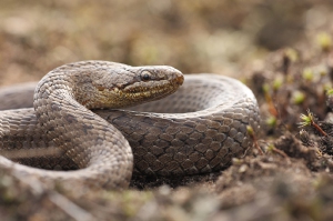 Legenot bei Schlangen
